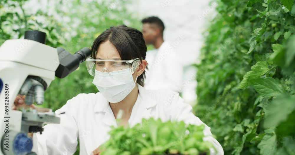 Greenhouse, microscope and scientist checking plants for agriculture, growth and development for ...
