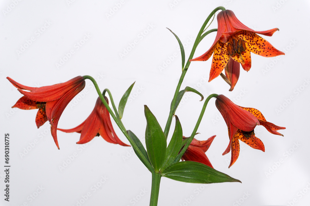 Gray's Lily (Lilium grayi) with freckled bell-shaped flowers was ...