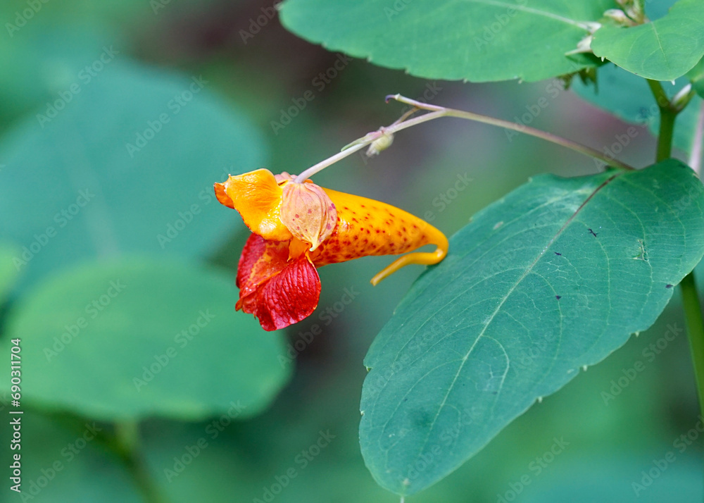 Side view of Jewelweed, Impatiens capensis. The showy flower is orange ...