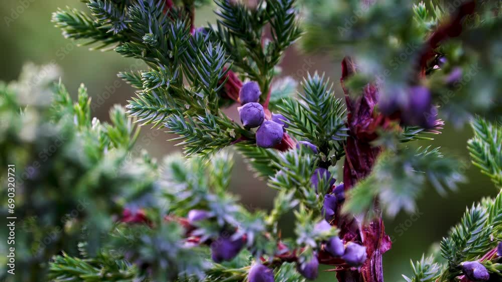 Evergreen juniper shrub with dark purple juniper cone-berries. Close-up ...