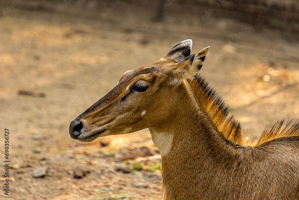 Close-up profile portrait of a hornless female nilgai. The Nilgai ...