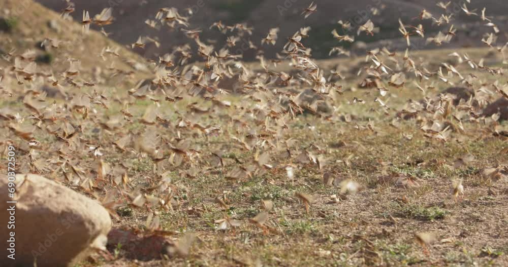 Herd of locusts flies over field. Invasion of locust herd in field ...