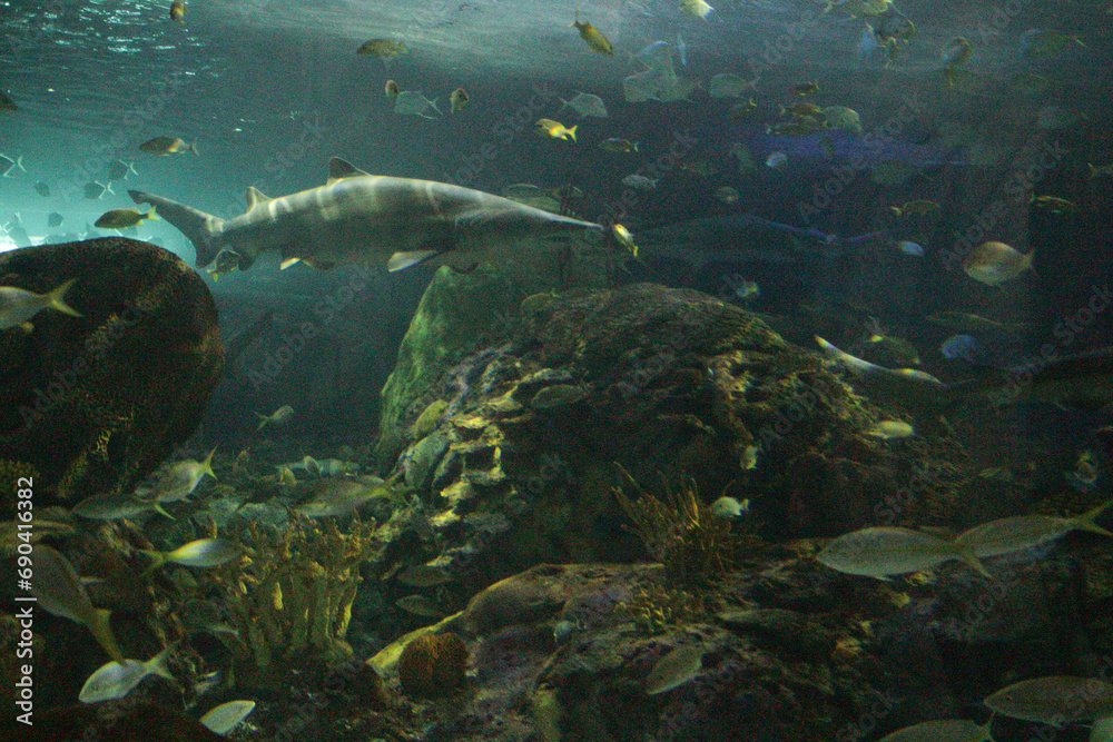 ripleys aquarium toronto big and small fish swimming swimming together ...