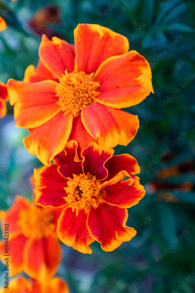 Orange marigold flowers, top view. Tagetes bush, close-up. Background ...