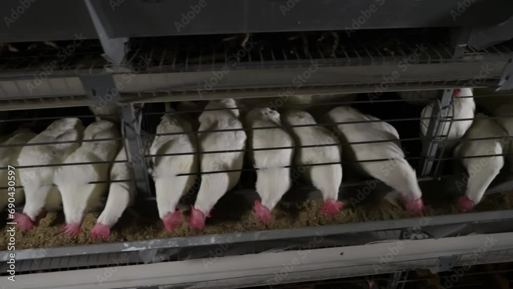Vidéo Stock Farmed chicken birds eating grain food. Chicken birds in ...