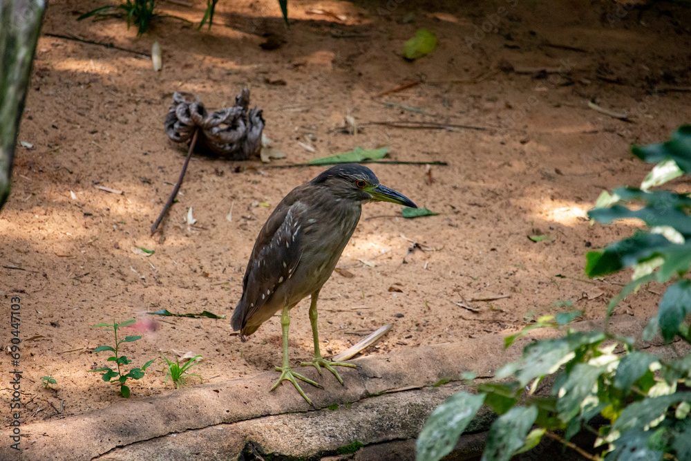 Ave Socó-dorminhoco (Nycticorax nycticorax), também conhecido como ...