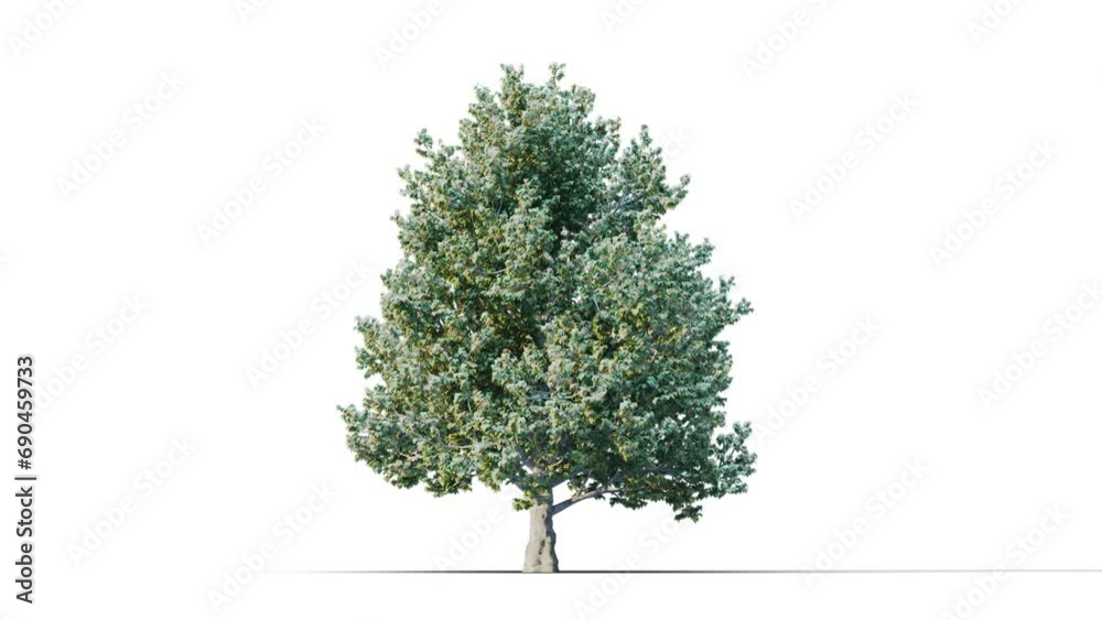 Vidéo Stock Trees grow from small to large. Growing tree on ...
