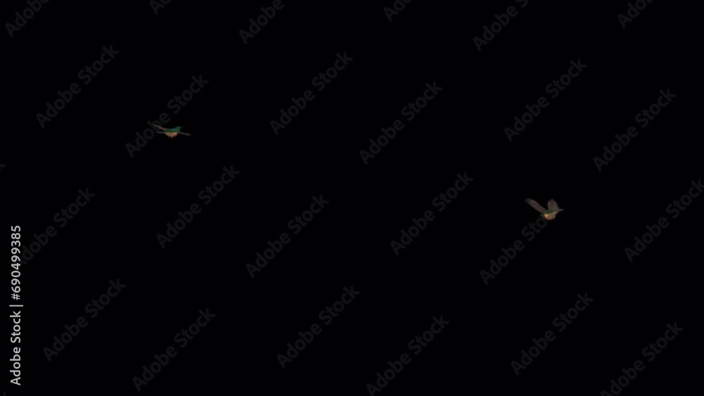 Two African Sunbirds - Flying Around Screen - Realistic 3D animation ...
