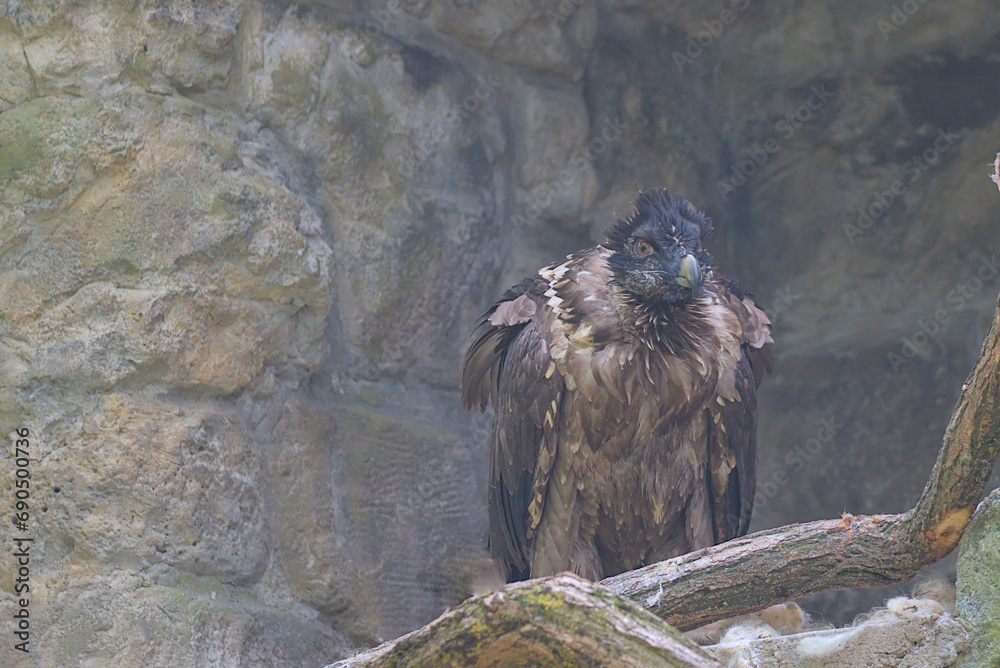 The bearded vulture, also known as the lammergeier and ossifrage, is a ...