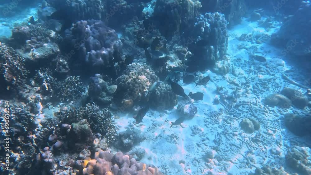 Snorkelling snorkel in Kho Surin Island Coral reef teaming with reef ...