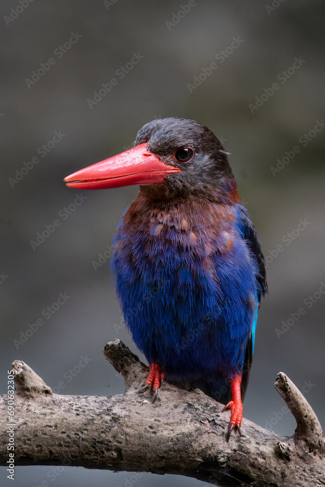 The Javan kingfisher is a bird endemic to the island of Java in ...