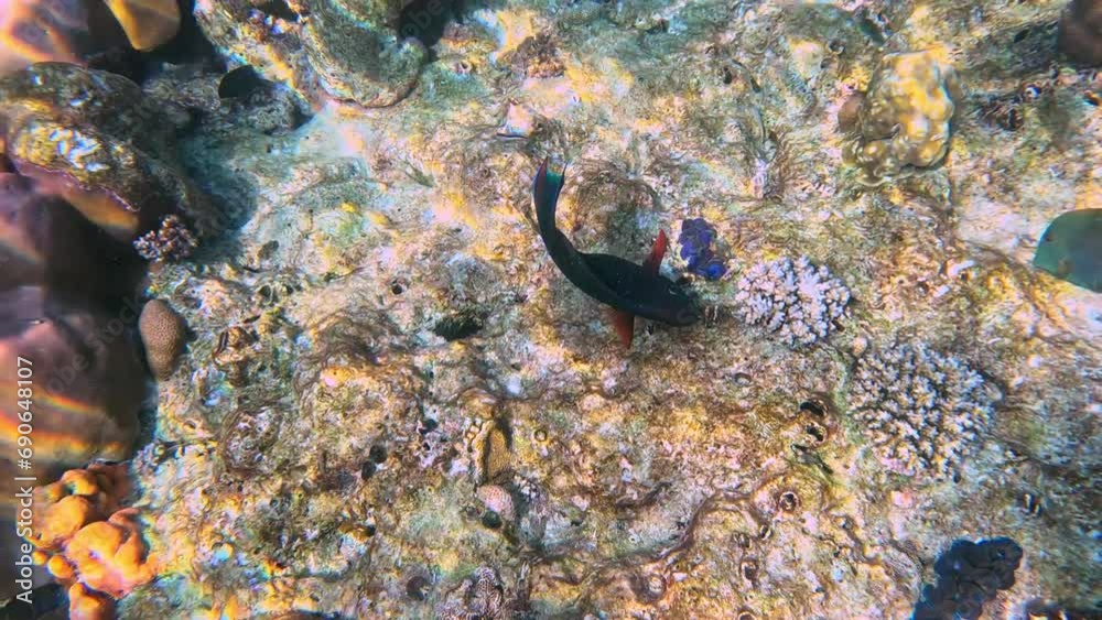 Snorkelling snorkel in Kho Surin Island Coral reef teaming with reef ...