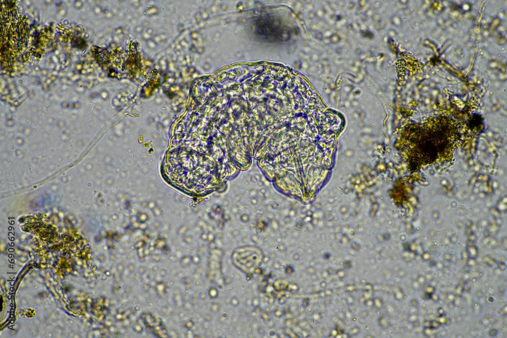 microorganisms and a tardigrade in a soil sample on a farm under the ...
