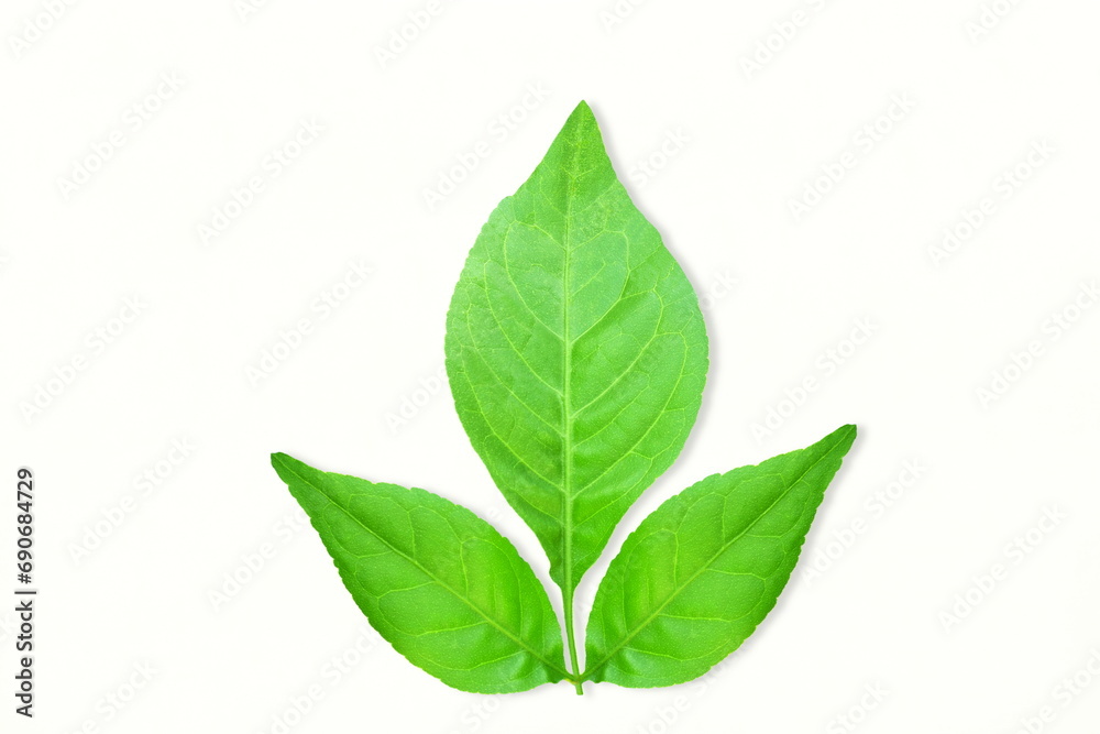 indian holy plant bael leaves aegle marmelos commonly known in india as ...