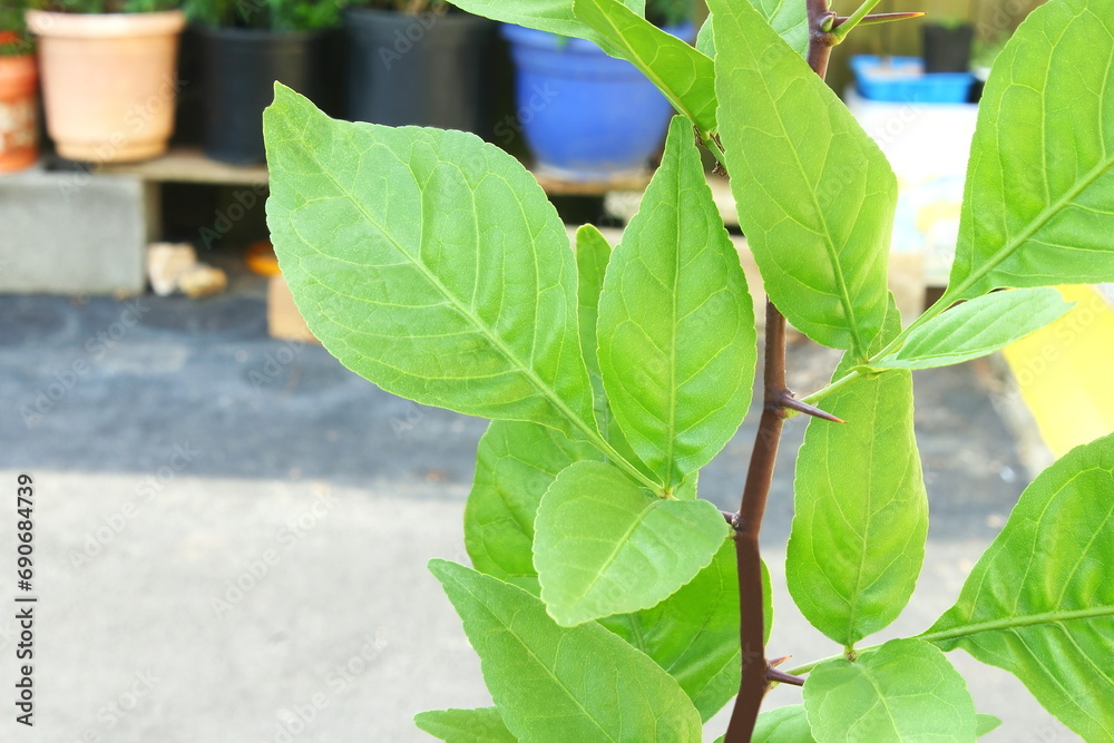 indian holy plant bael leaves aegle marmelos commonly known in india as ...
