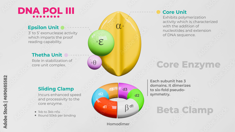 3d illustration of DNA polymerase III subunits which are core enzyme alpha and beta clamp or ...
