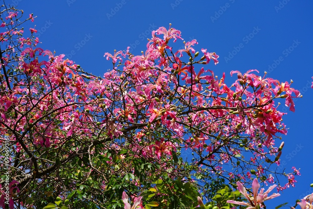 View of the flowers of the floss silk tree (Ceiba speciosa, formerly ...