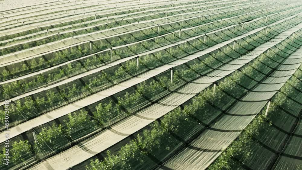 Picturesque landscape with apple plantation creates idyllic scene ...