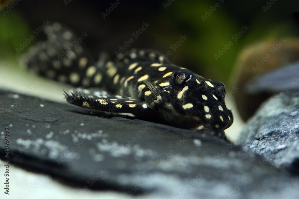 Hypancistrus L-201, piękny czarny zbrojnik w białe plamy Stock-Foto ...