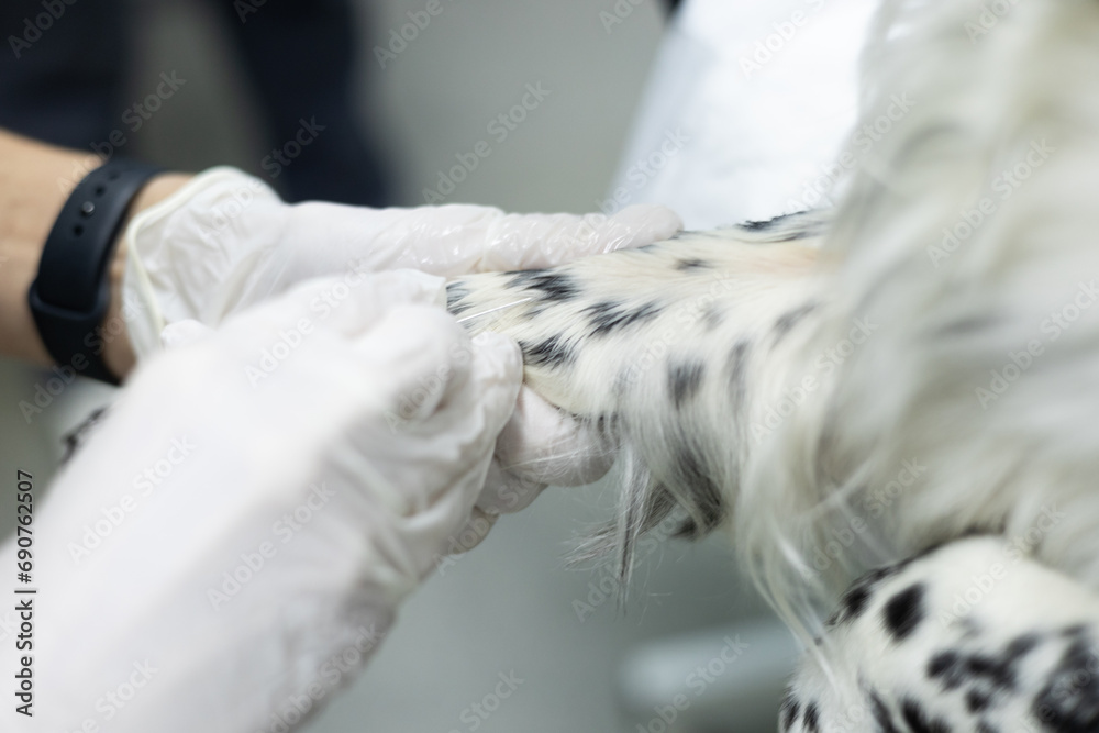 Close-up of an IV catheter being installed in a dog. A doctor's gloved ...