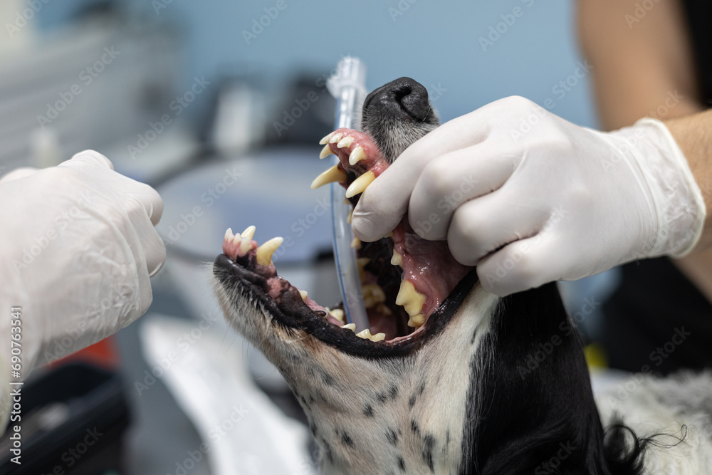 A veterinary anesthesiologist uses a laryngoscope to place an ...