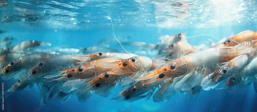 shrimp farming prawn seafood sea food fresh animal fishing gourmet ...