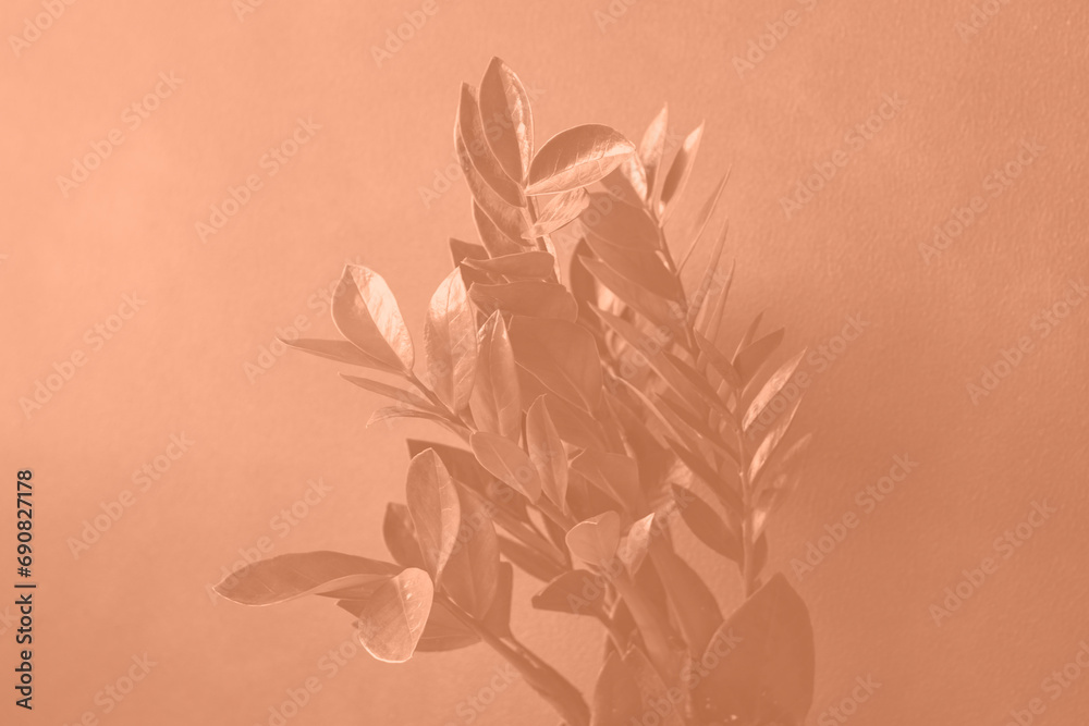 Peach Fuzz Zamioculcas zamifolia - dollar tree. Tropical ornamental ...