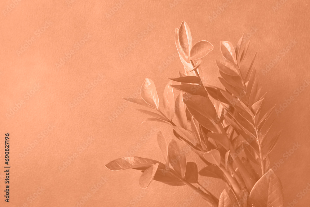 Peach Fuzz Zamioculcas zamifolia - dollar tree. Tropical ornamental ...