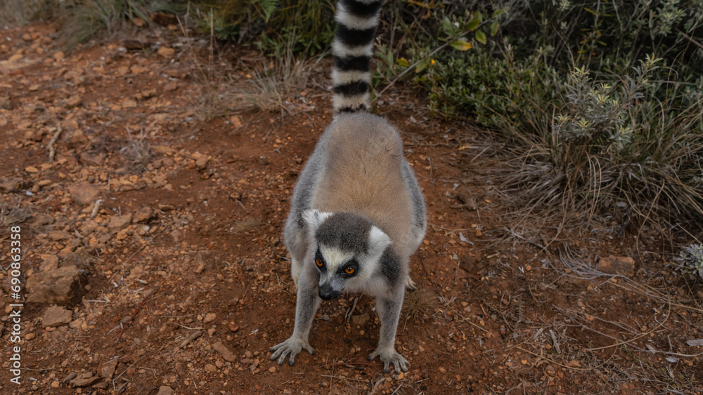 A ring-tailed Lemur catta stands on a red soil path. Fluffy beige fur ...