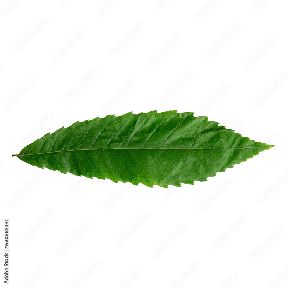 Glodokan tiang leaf on transparent background. Tree with green leaves ...