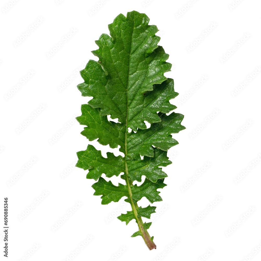 Top view of rare tropical foliage houseplant Bird’s nest fern ‘Cobra ...