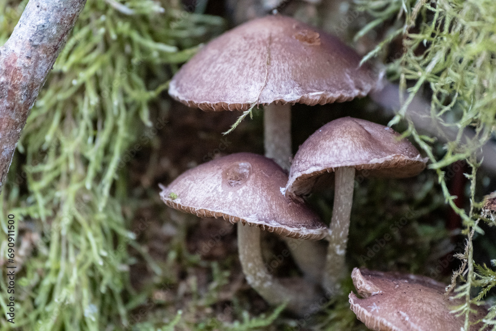 probably Psathyrella lacrymabunda, weeping widow mushroom or other look ...