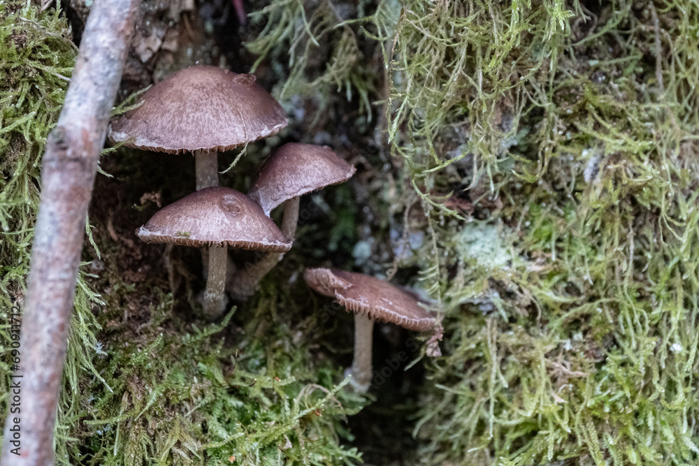 probably Psathyrella lacrymabunda, weeping widow mushroom or other look ...