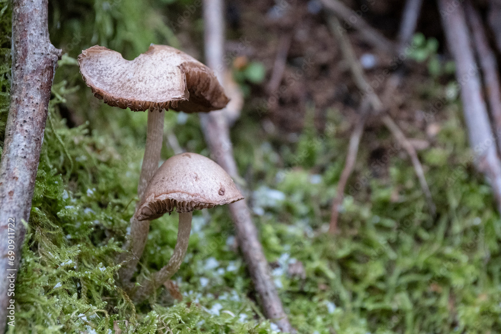 probably Psathyrella lacrymabunda, weeping widow mushroom or other look ...