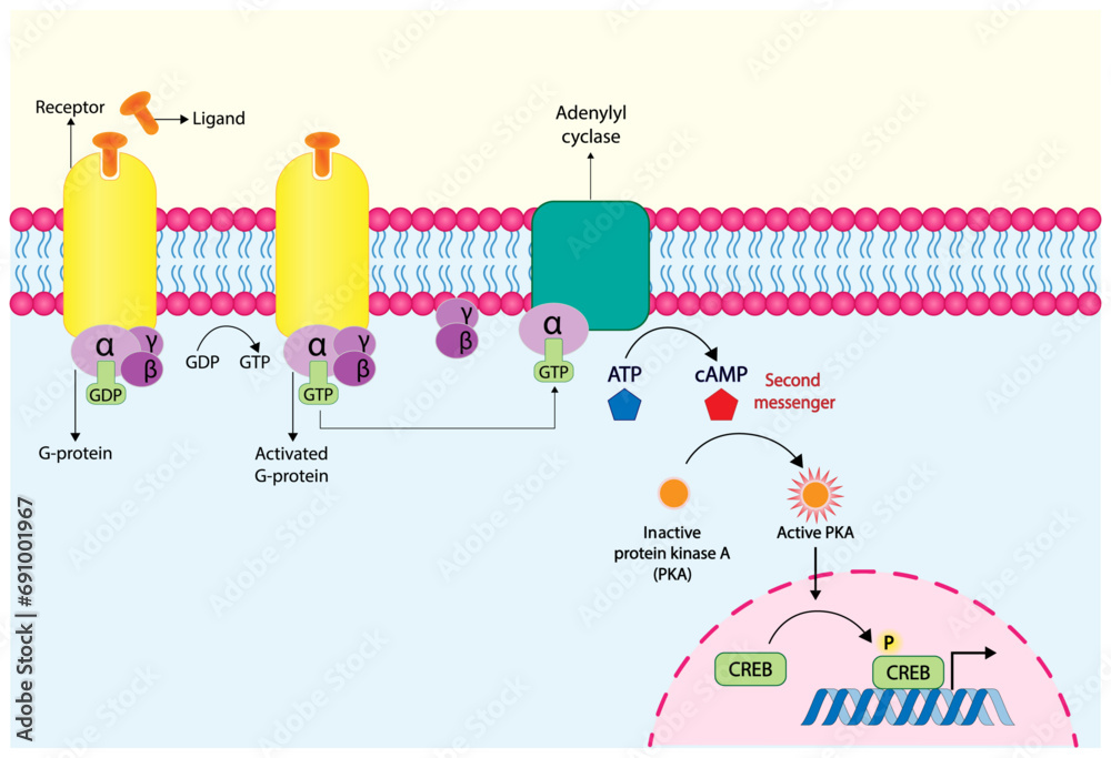 G protein coupled receptor (GPCR). Cell membrane receptors for ligands ...
