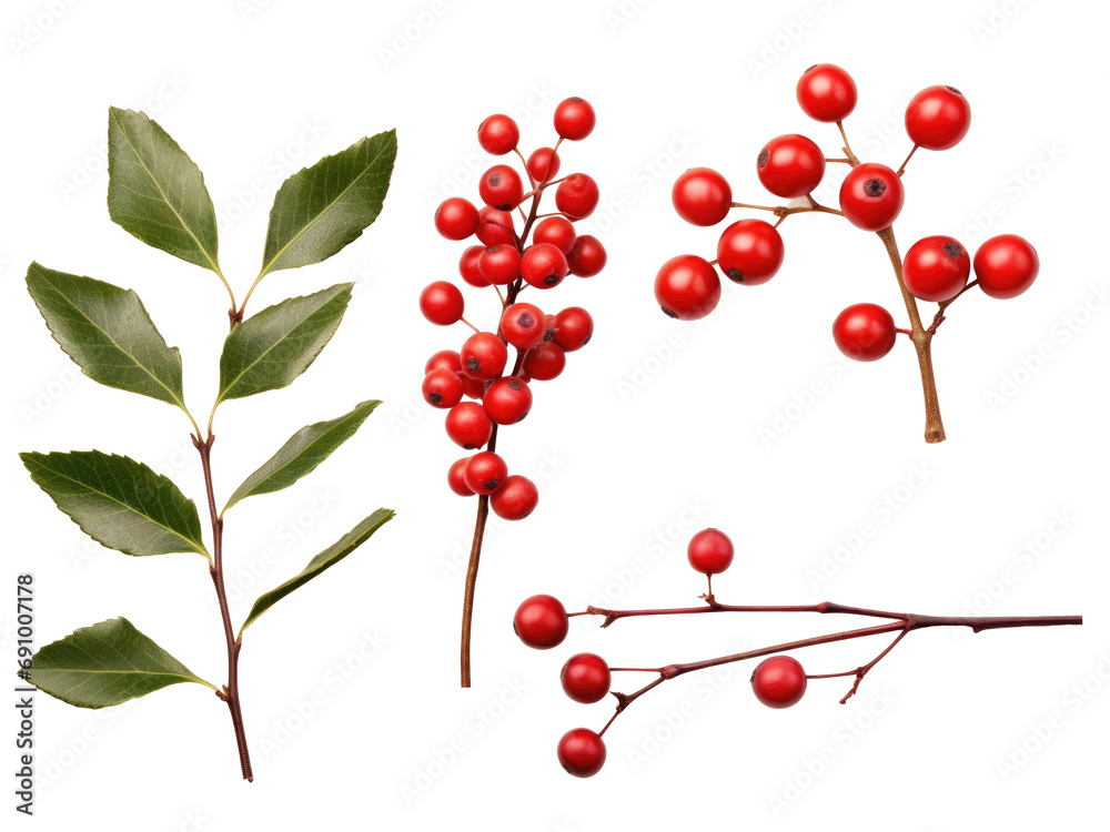 Set of Winterberry Holly twigs with red berries isolated on transparent ...