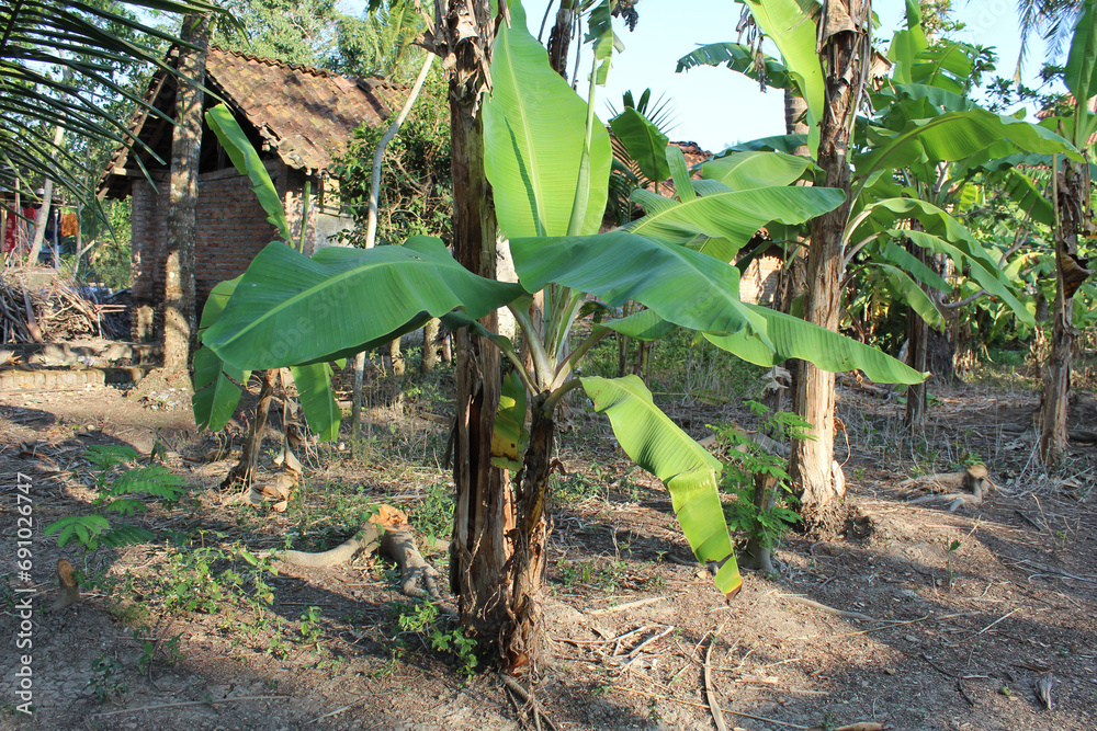 Banana plantations on small traditional scale. Banana trees with green ...