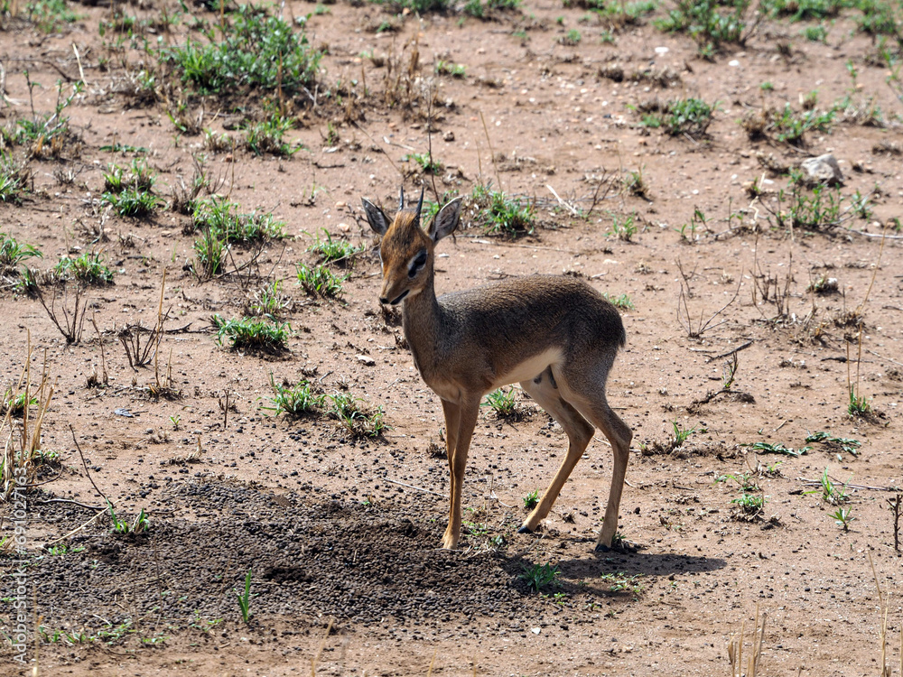 Dik-Dik the smallest and the cutest antelope in the world Stock Photo ...