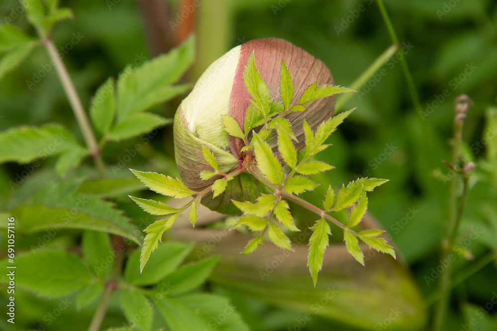 Natural background with a wild plant of the genus Angelica of the ...