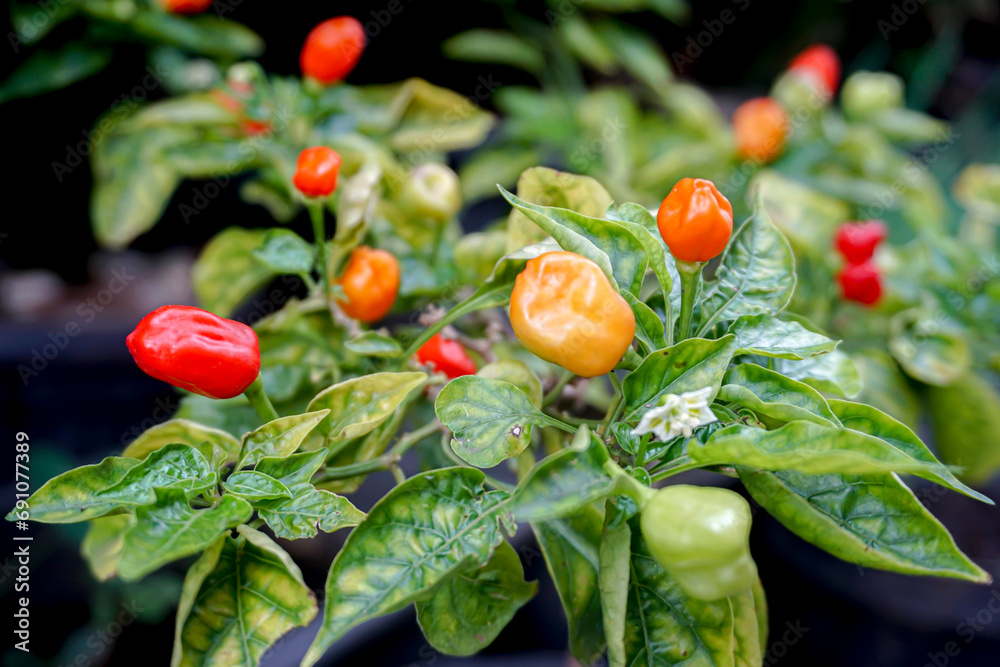 capsicum, mini capsicum, red chili plants, green chilies and fresh ...