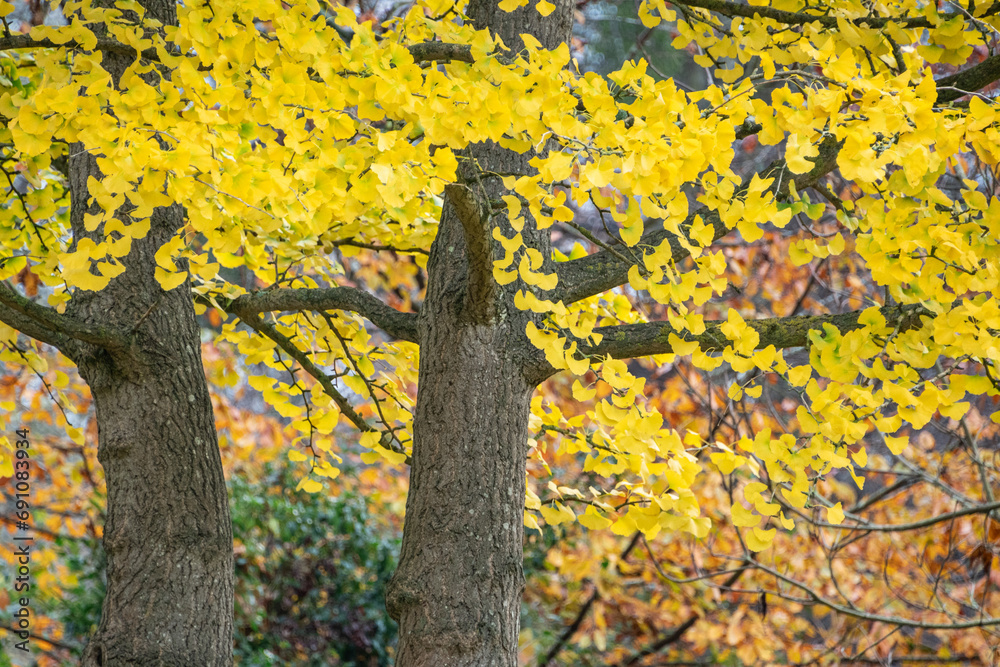 Beautiful Gingko Tree in full vibrant bright yellow Autumn Fall colors ...