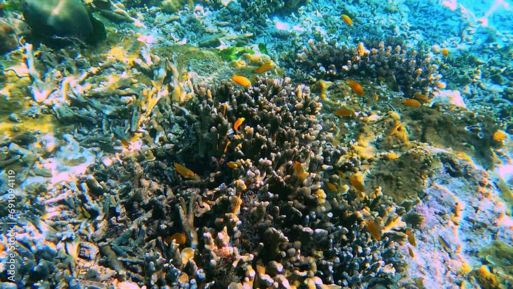 Vidéo Stock Snorkelling snorkel in Kho Similan Island Coral reef ...