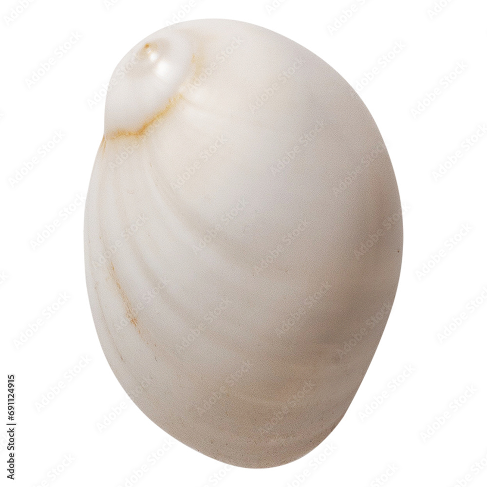 Shark Eye aka Moon Snail seashell on transparent background. Stock ...
