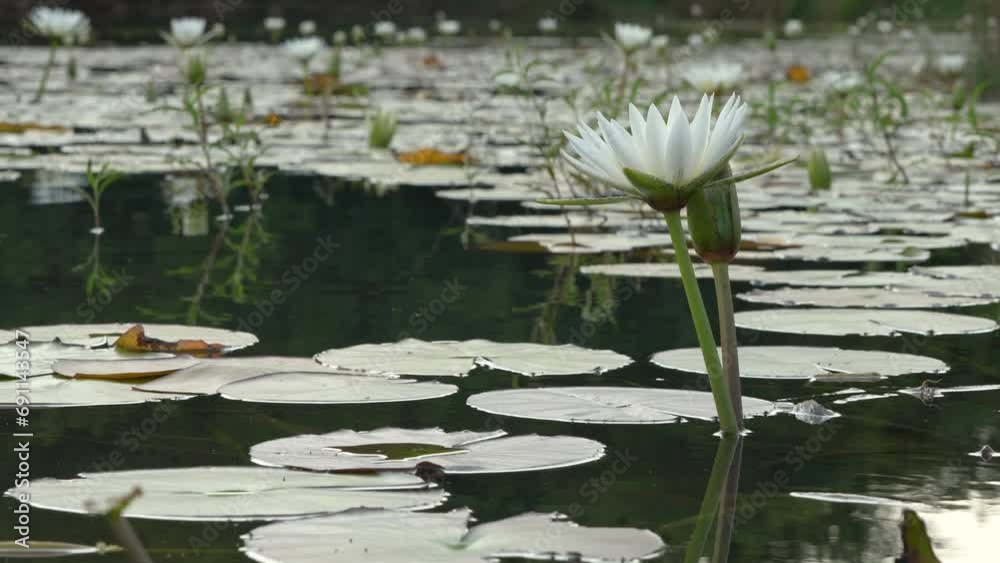 Low-angle 4K footage of white water lilies gracefully floating on a man ...