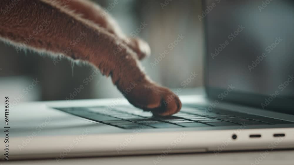 Vidéo Stock Cat paws typing on keyboard. Ruddy cat using the laptop ...
