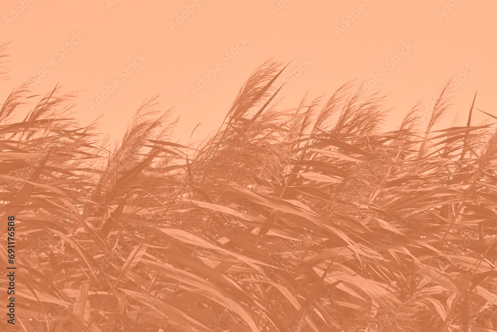 Peach Fuzz grasses with spikelets of beige color close-up. Abstract ...