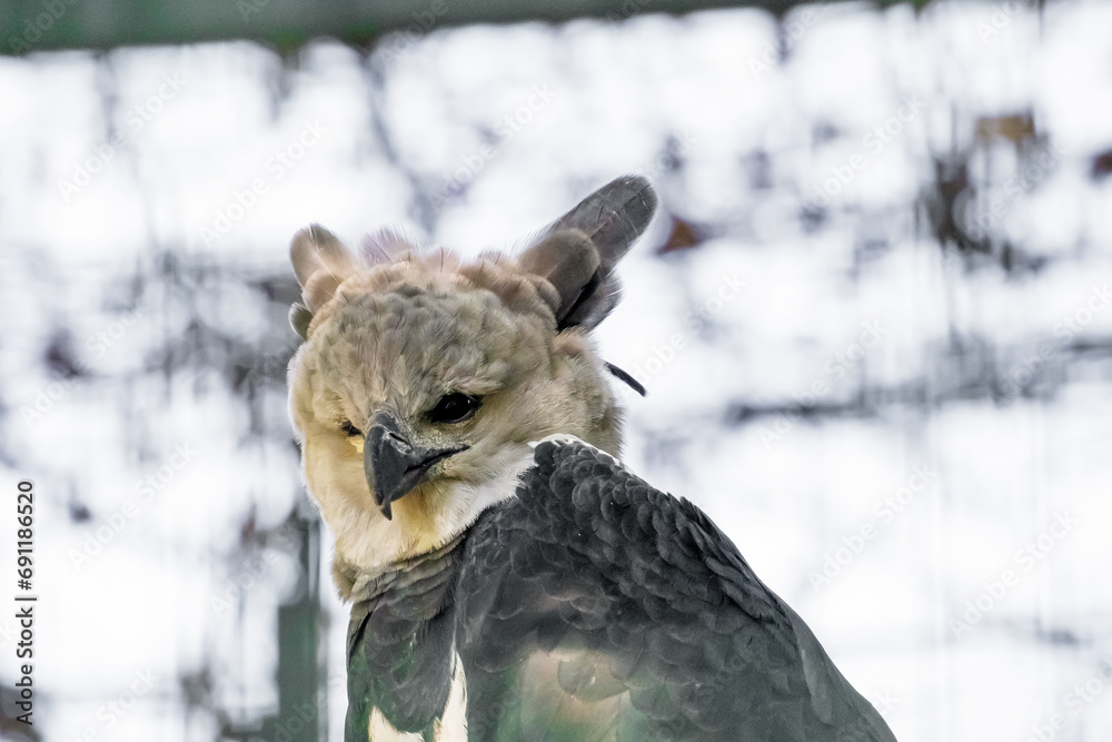 harpy eagle (American harpy eagle, Harpia harpyja) Stock Photo | Adobe ...
