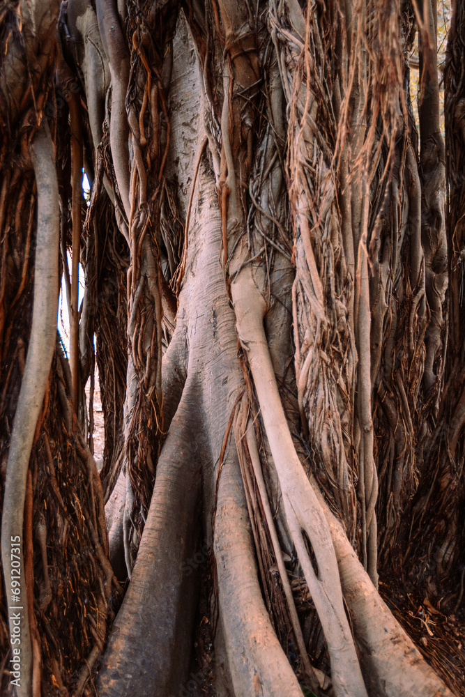 Close up on roots of ficus magnolioides (Ficus macrophylla), a large ...