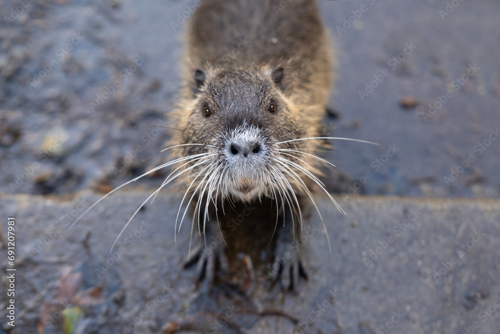 cute nutria game animal with valuable fur, Myocastor coypus, large ...