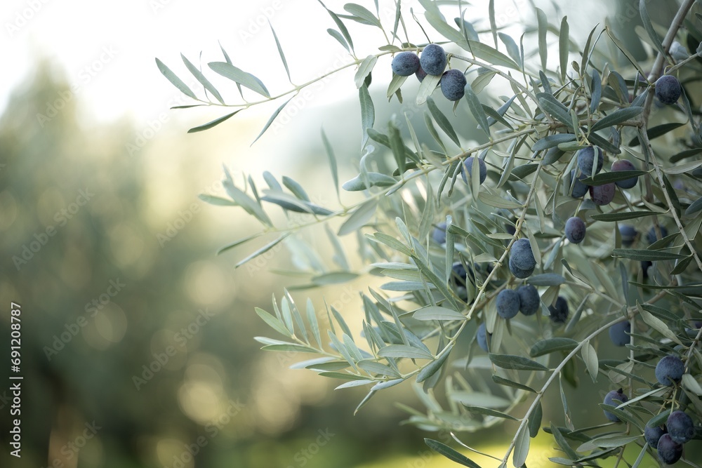 Olive tree with green ripe olives in an olive garden. Green olive tree ...